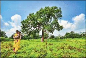 Mahua— A Potential Game Changer of Community Livelihood